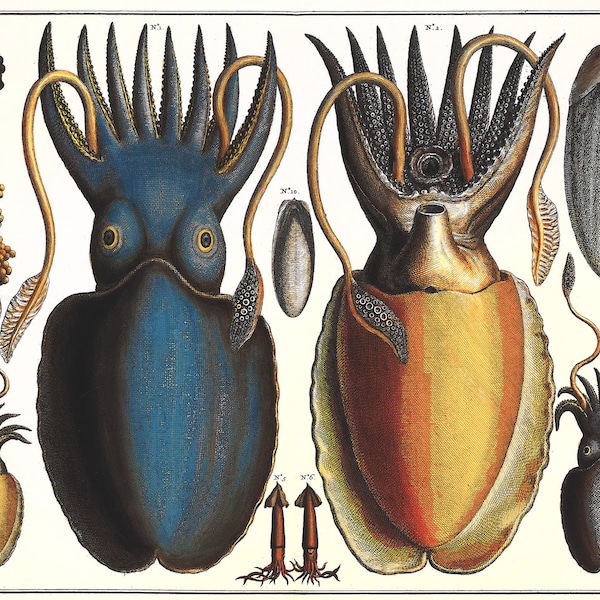 Albertus Seba - Etsy