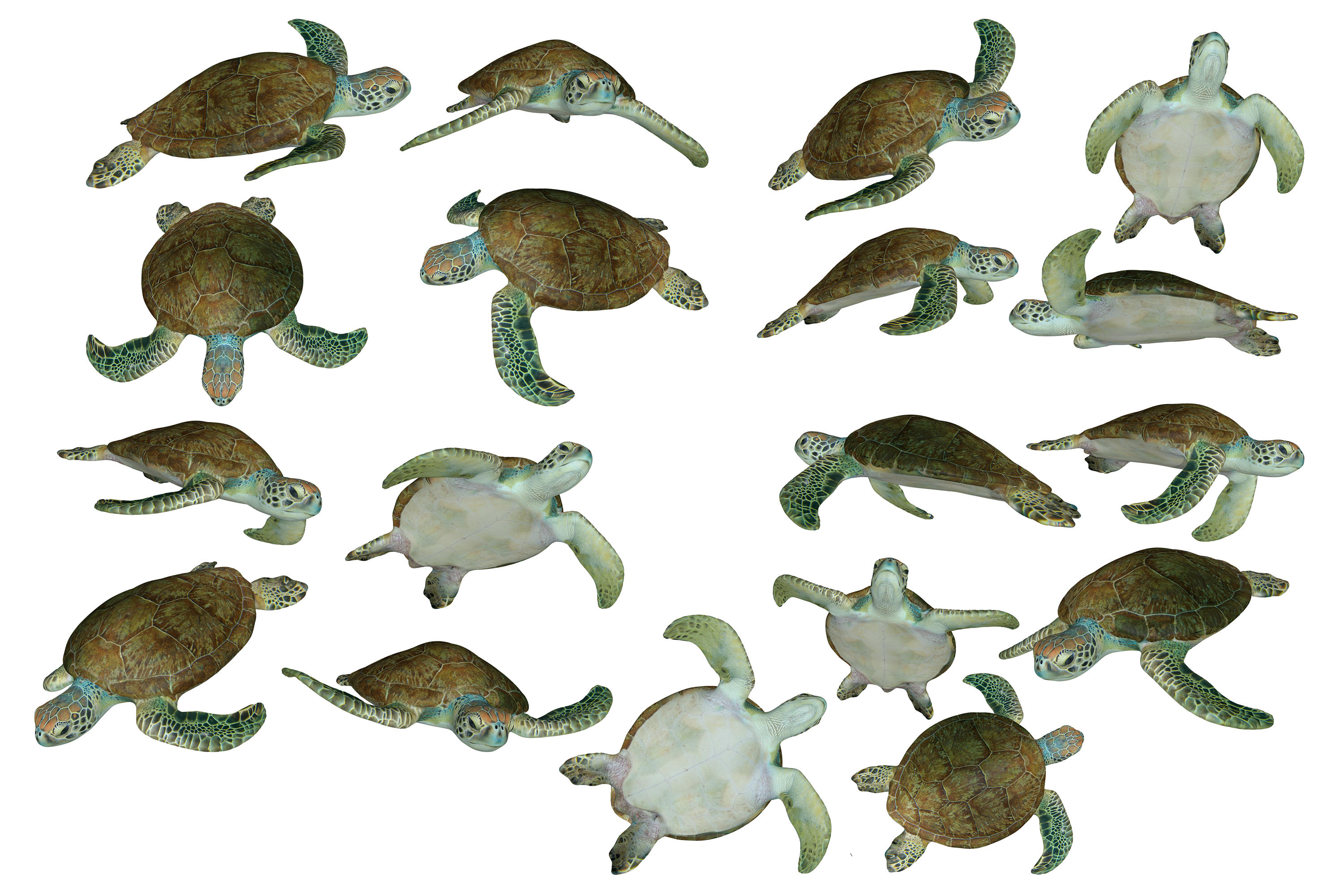 Sea Turtle Overlays PREMIUM | Etsy