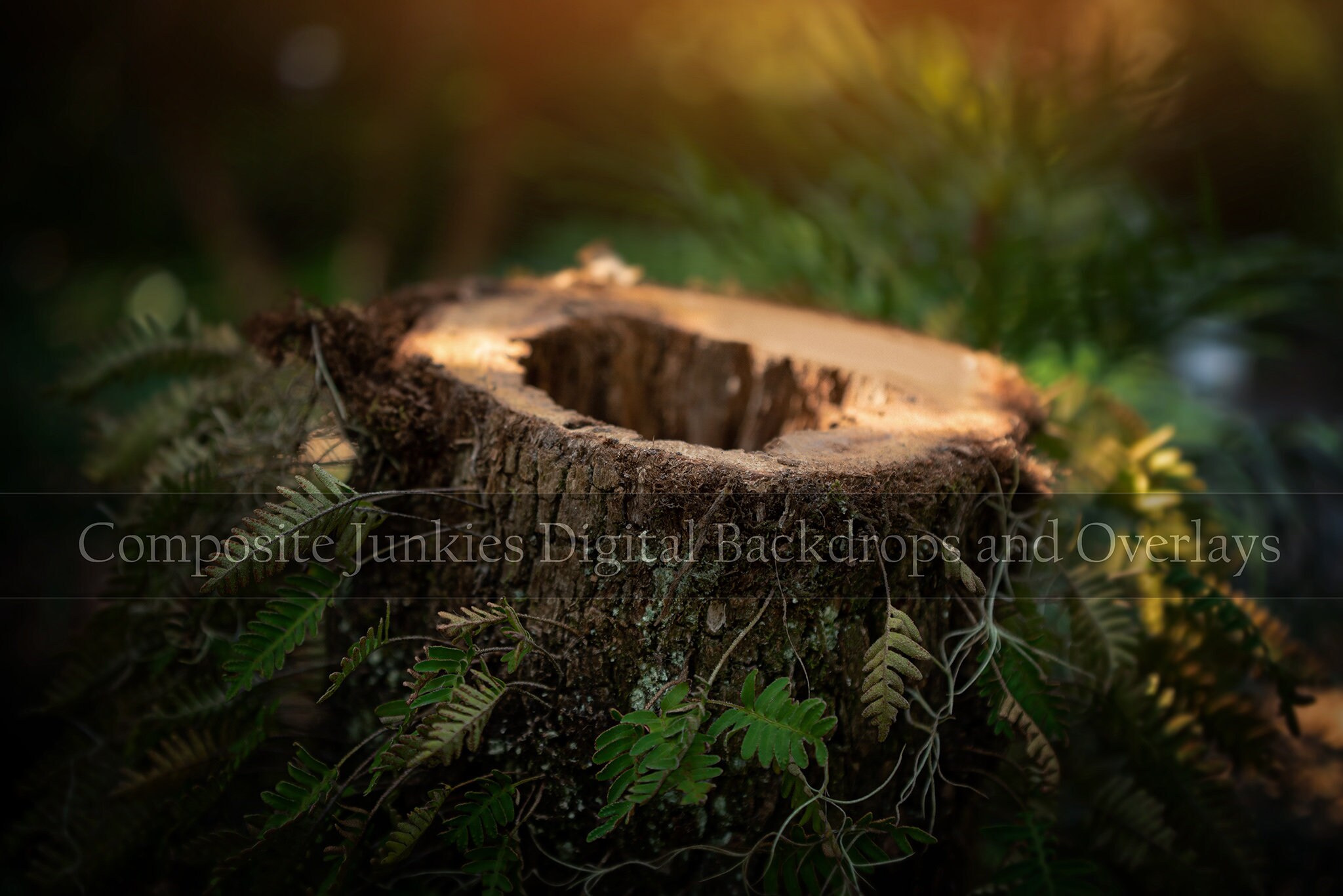 Dreamy Tree Stump Digital Backdrop Digital Backdrop and - Etsy