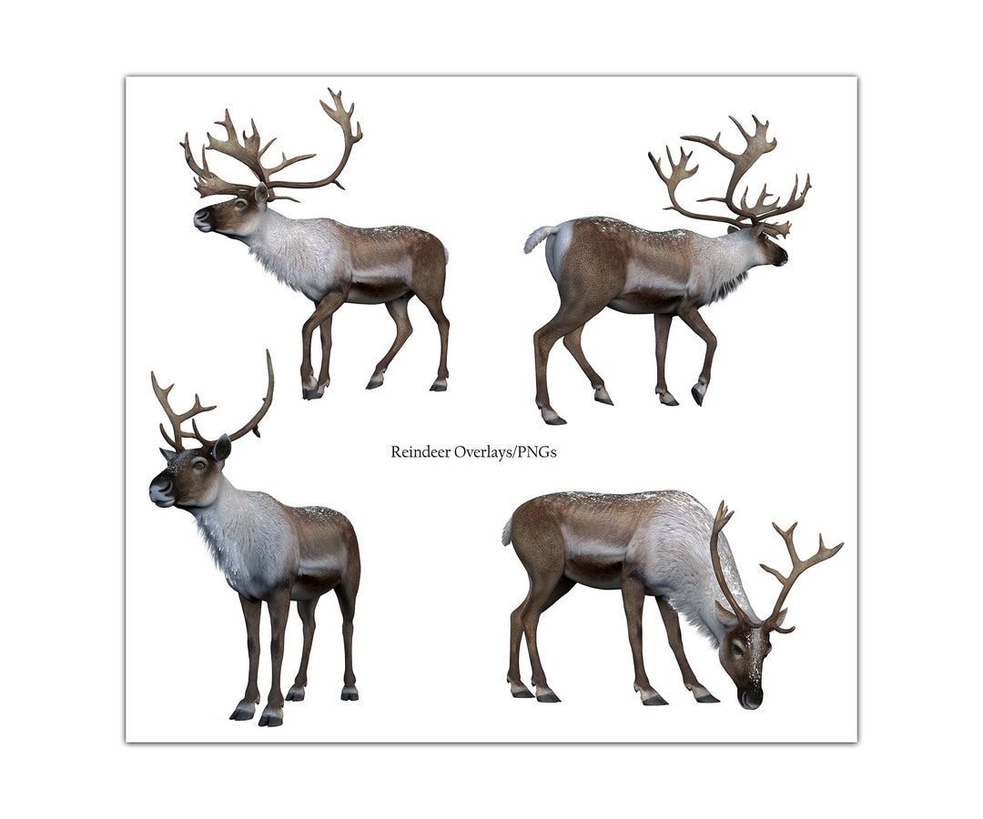 Reindeer Overlays | Reindeer Pngs | Christmas Overlay | Christmas Clip ...