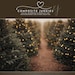 Christmas Tree Farm Bokeh Lights Digital Backdrop for Photo - Etsy