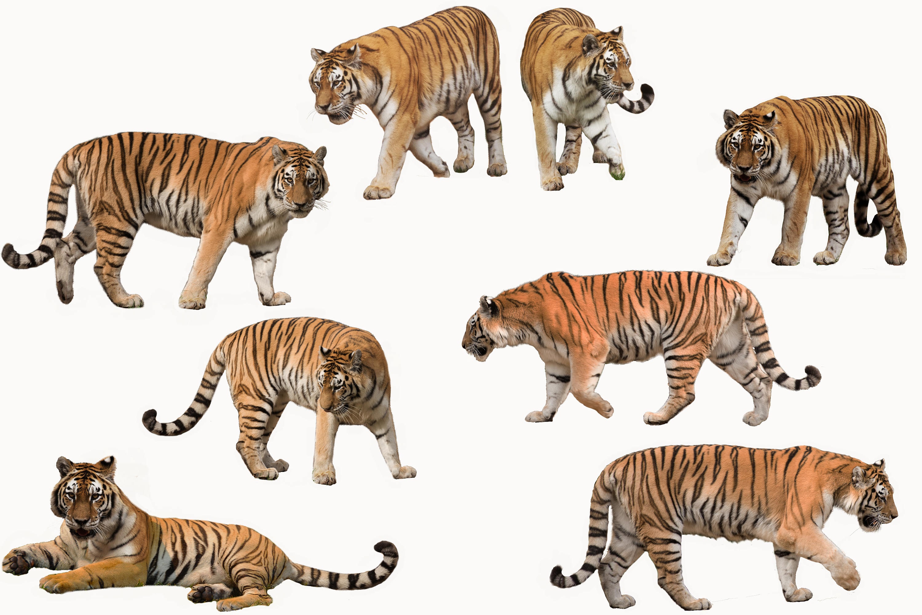 Tiger Overlays - Etsy