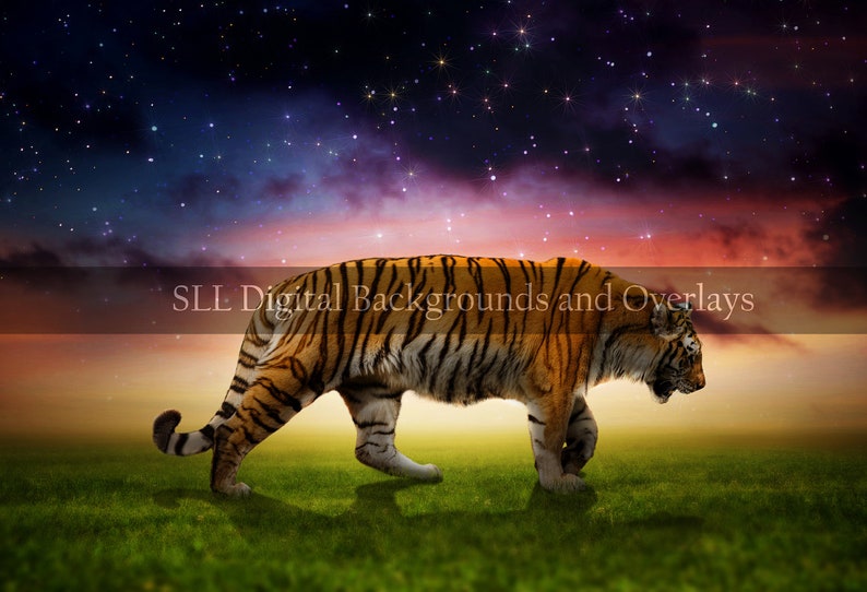 Tiger Digital Backdrop Digital Background PREMIUM - Etsy