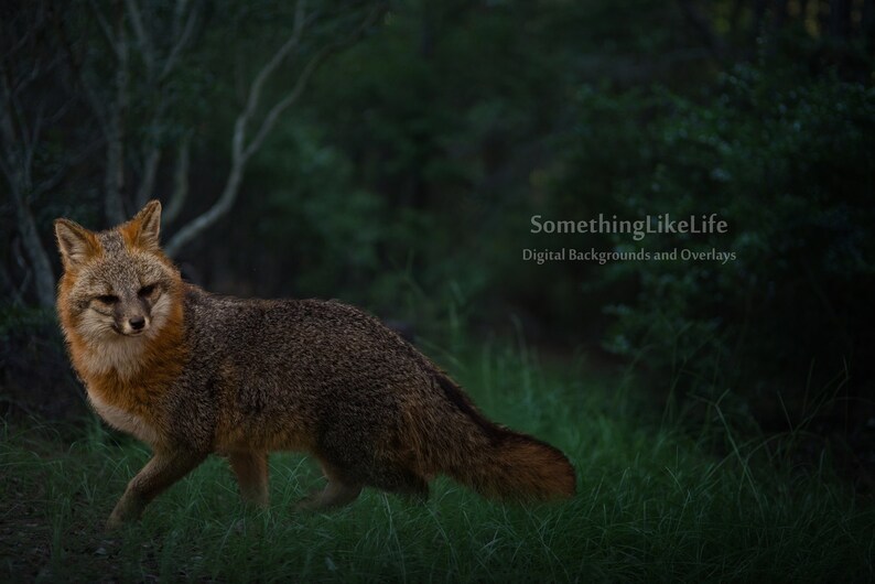 Grey Fox PNG Animal Mammal Nature - Etsy