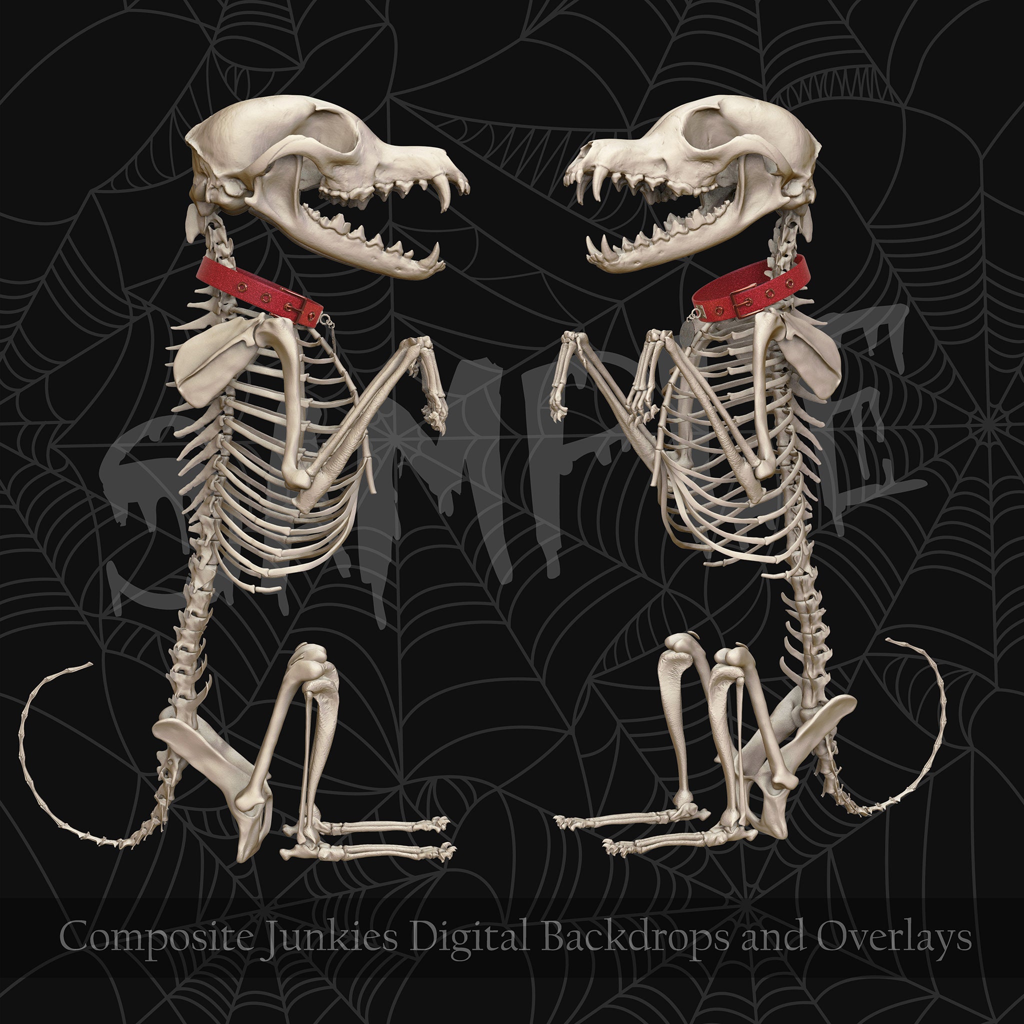 Skeleton Dog Overlay PNG Image Overlay Animal Overlay | Etsy