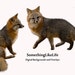 Grey Fox PNG Animal Mammal Nature - Etsy