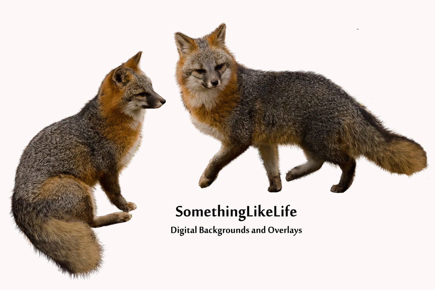 Grey Fox PNG Animal Mammal Nature | Etsy