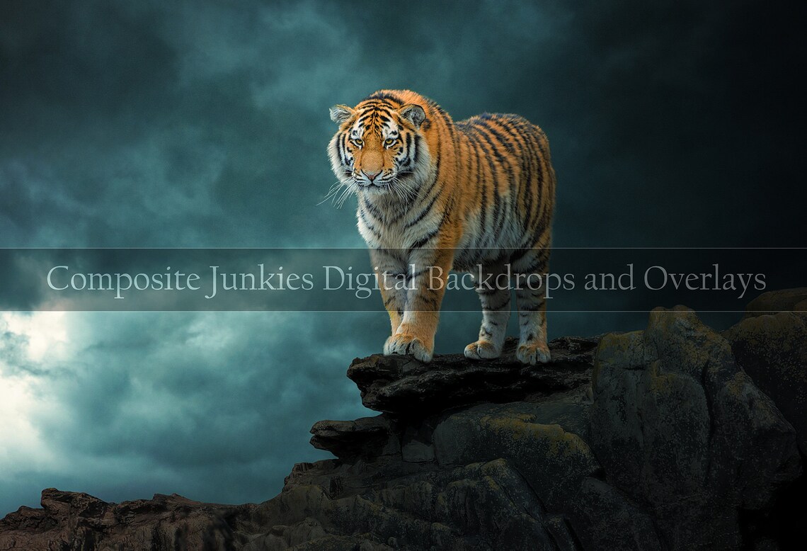 Tiger Digital Backdrop for Composite Imagery - Digital Backdrops and ...