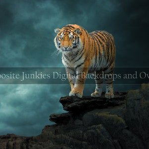 Tiger Digital Backdrop for Composite Imagery - Digital Backdrops and ...