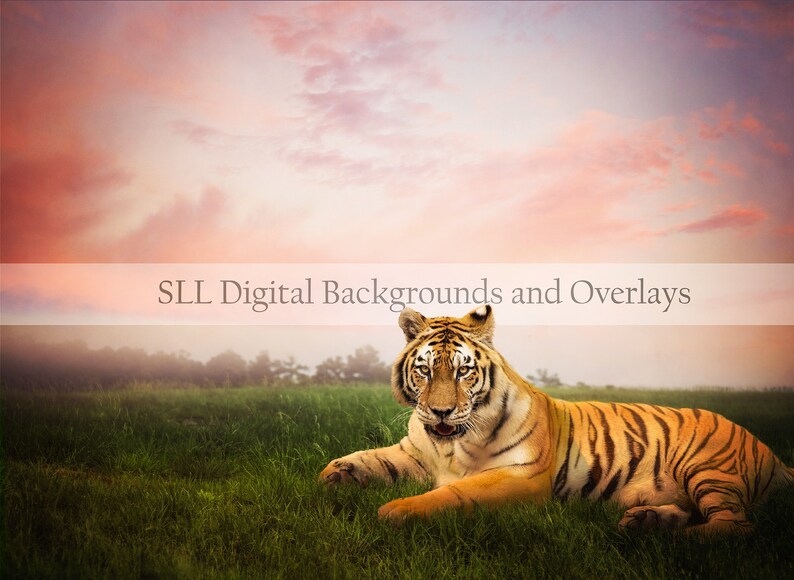 Tiger Digital Backdrop PREMIUM | Etsy