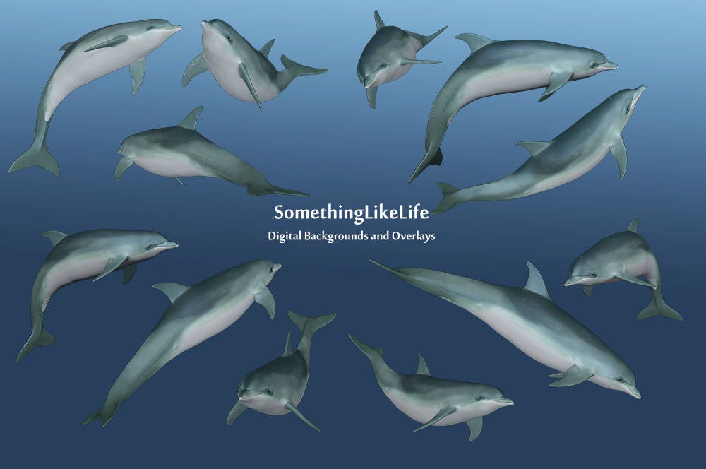 Dolphin Overlays Mammals Oceanlife Sealife - Etsy