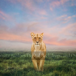 Lion Digital Background, Lion Digital Backdrop - Digital Backdrops and ...