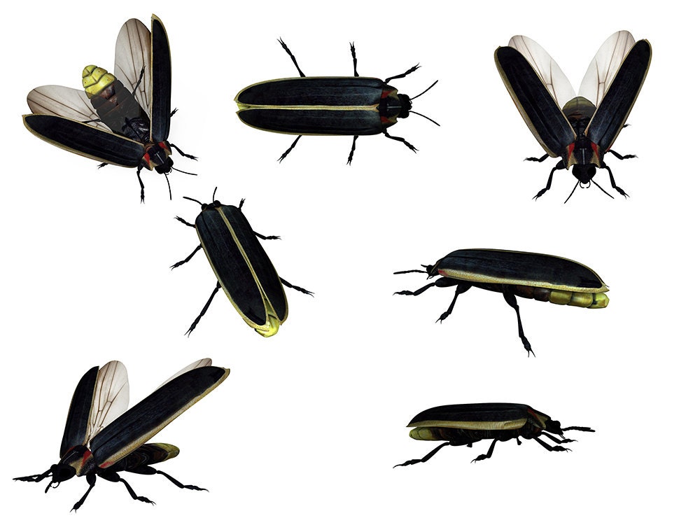 Firefly Overlays Lightning Bug Overlays PREMIUM | Etsy