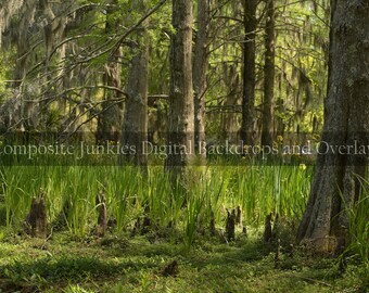 Swamp Backdrop - Etsy