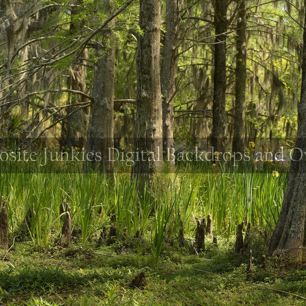 Swamp Backdrop - Etsy