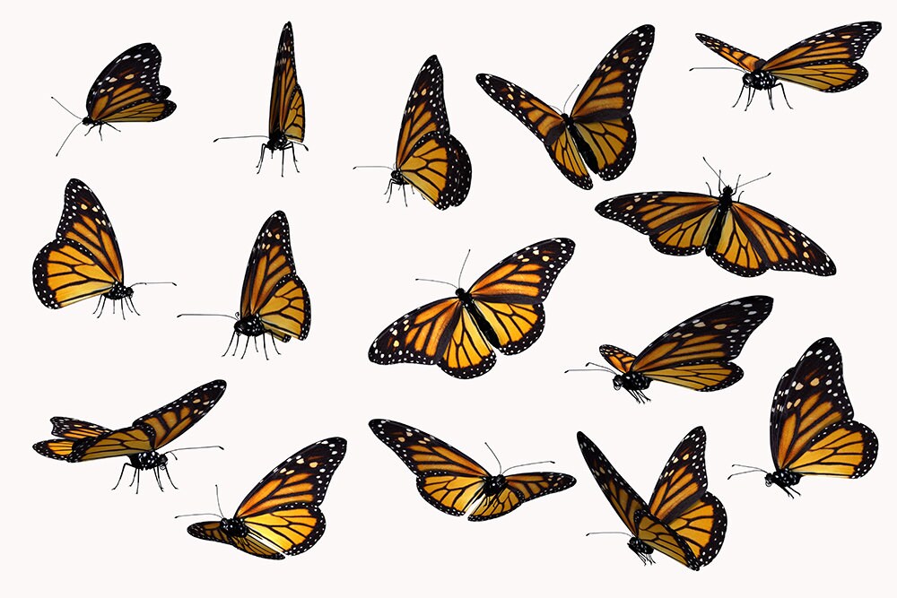 Butterfly Overlays Monarch Overlays Insect Overlays PNG - Etsy Canada