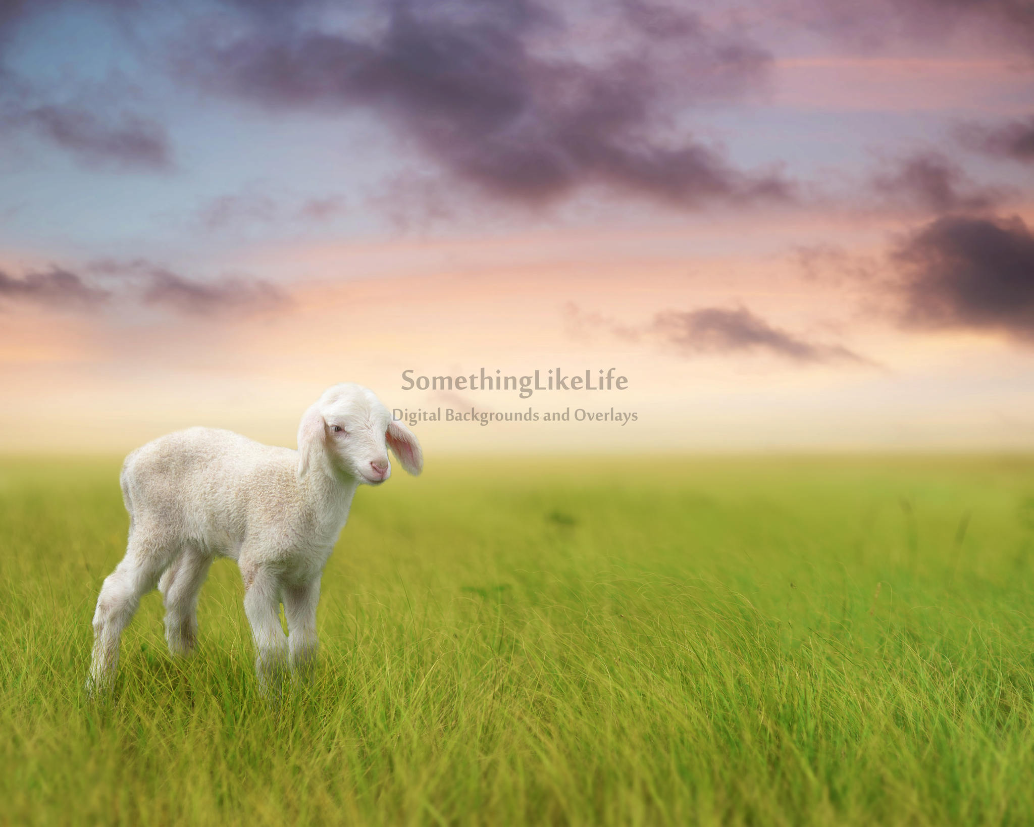 Lamb Digital Background Backdrop Spring PREMIUM | Etsy
