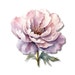 Flower Iron on Transfer Peonies Flower Heat Transfer Design Floral ...