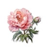 Flower Iron on Transfer Peonies Flower Heat Transfer Design Floral ...