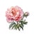 Flower Iron on Transfer Peonies Flower Heat Transfer Design Floral ...
