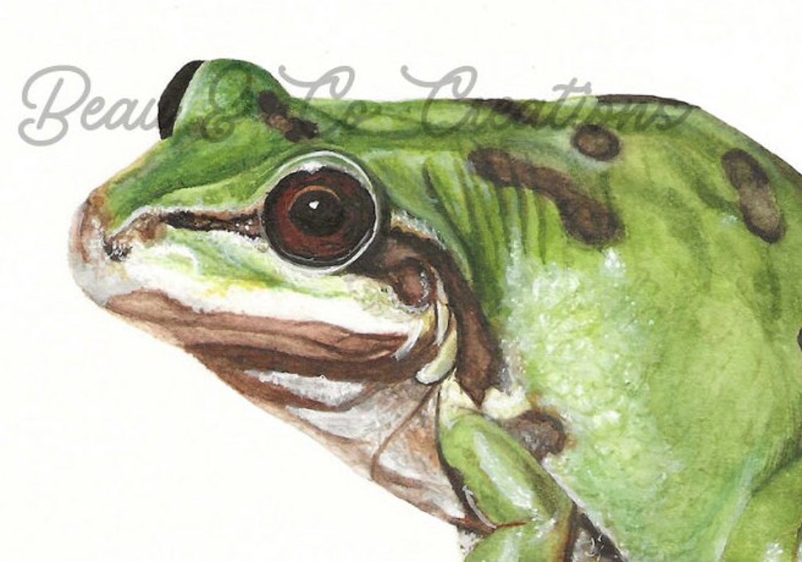 Original Watercolor Painting - Arizona Tree Frog 5x7 & 8x11 - Etsy