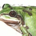 Original Watercolor Painting - Arizona Tree Frog 5x7 & 8x11 - Etsy