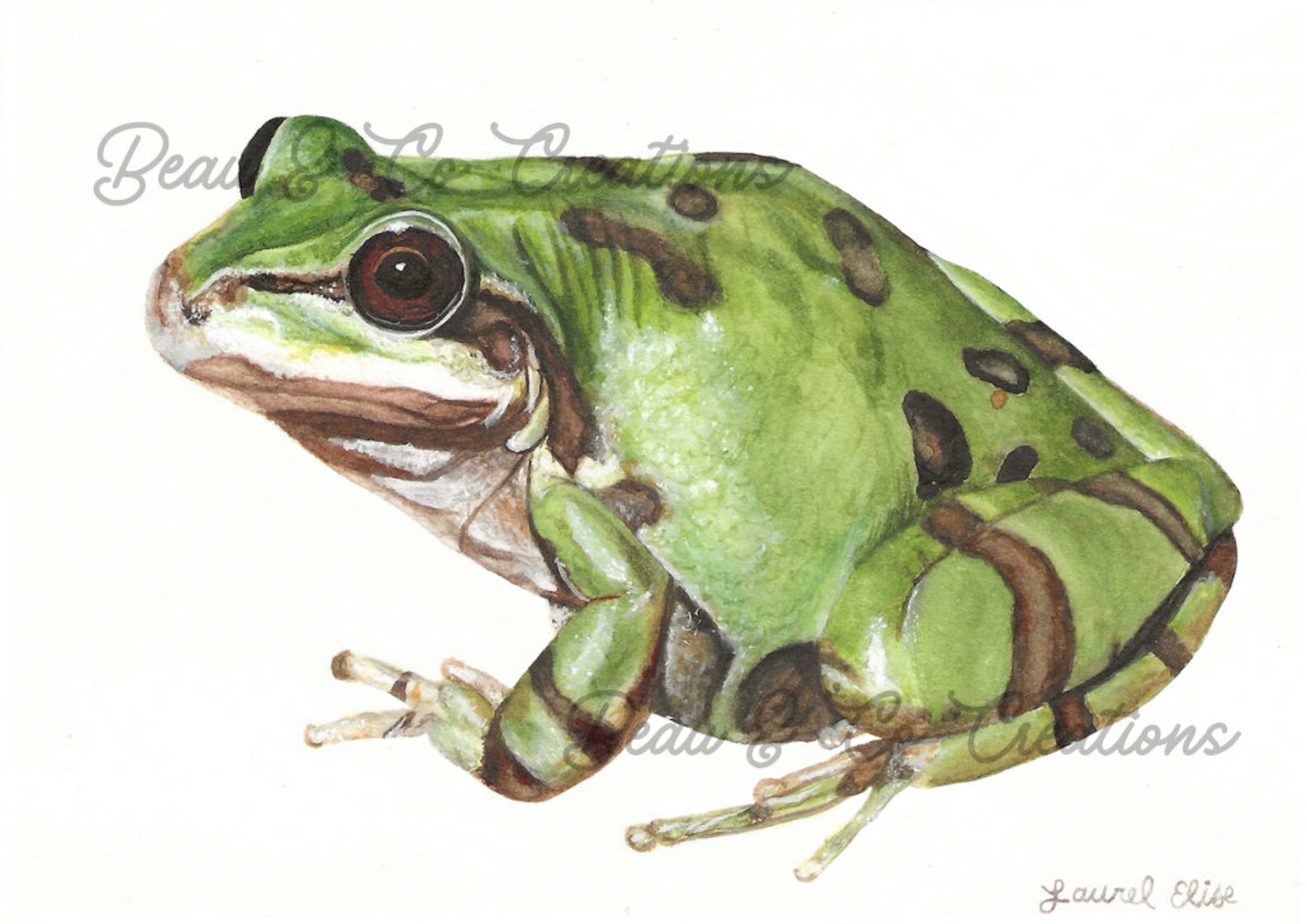 Original Watercolor Painting - Arizona Tree Frog 5x7 & 8x11 - Etsy