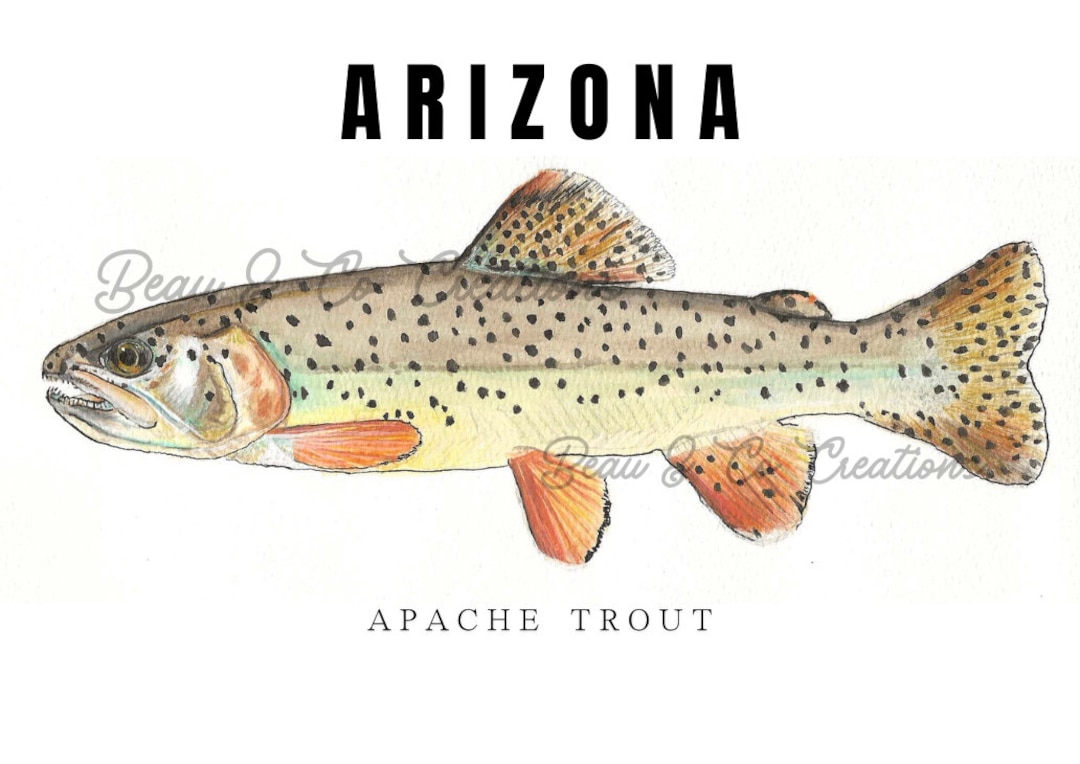 Original Watercolor Painting - Arizona Apache Trout (with and Without ...