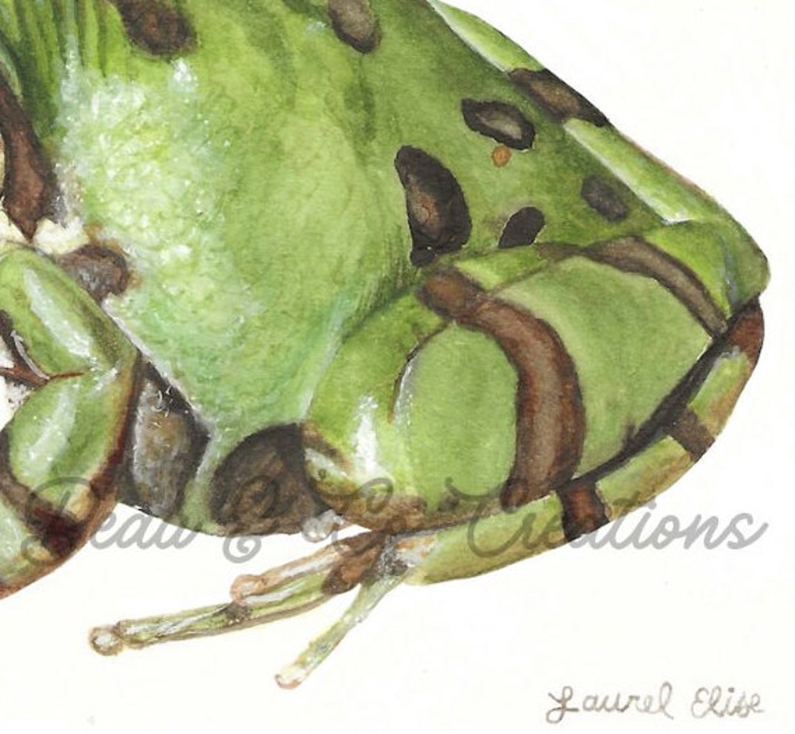 Original Watercolor Painting - Arizona Tree Frog 5x7 & 8x11 - Etsy