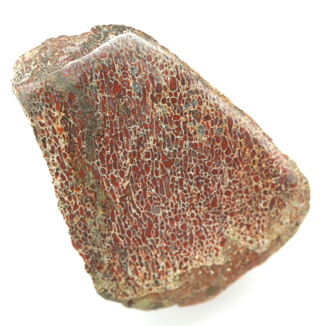 Fossilized Dinosaur Bone Specimen From Utah or Colorado - Etsy