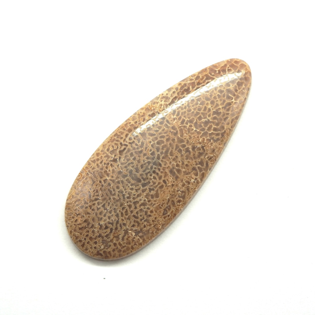 White Tan Fossilized Bone Cabochon From California - Etsy