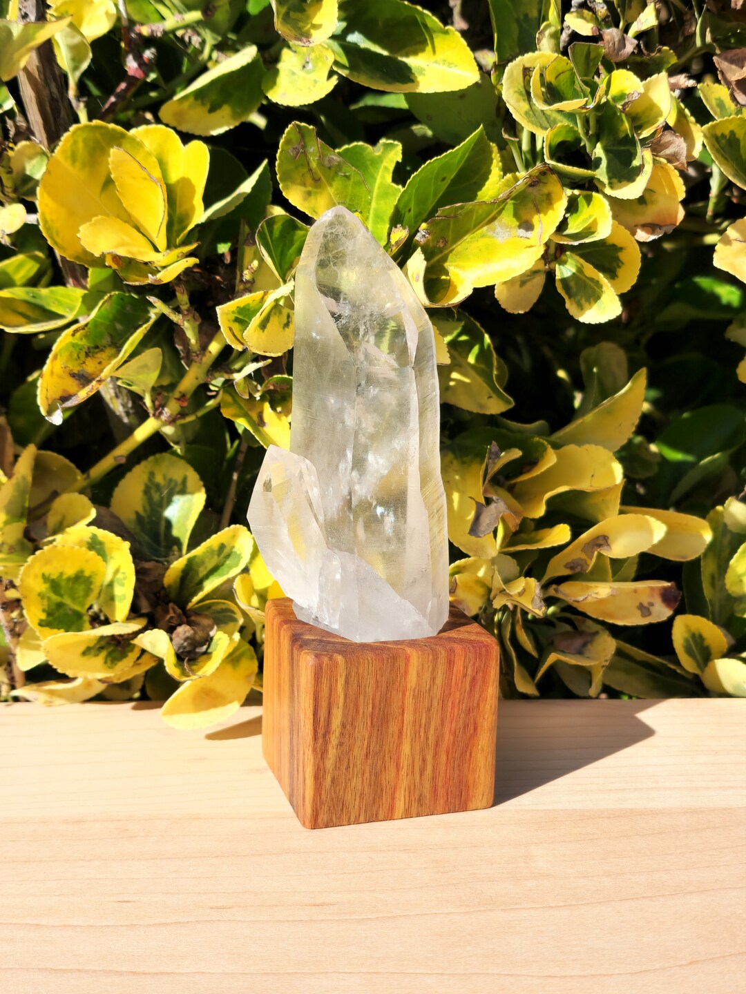 4.5 Optical Companion Lemurian Seed Quartz Crystal With - Etsy