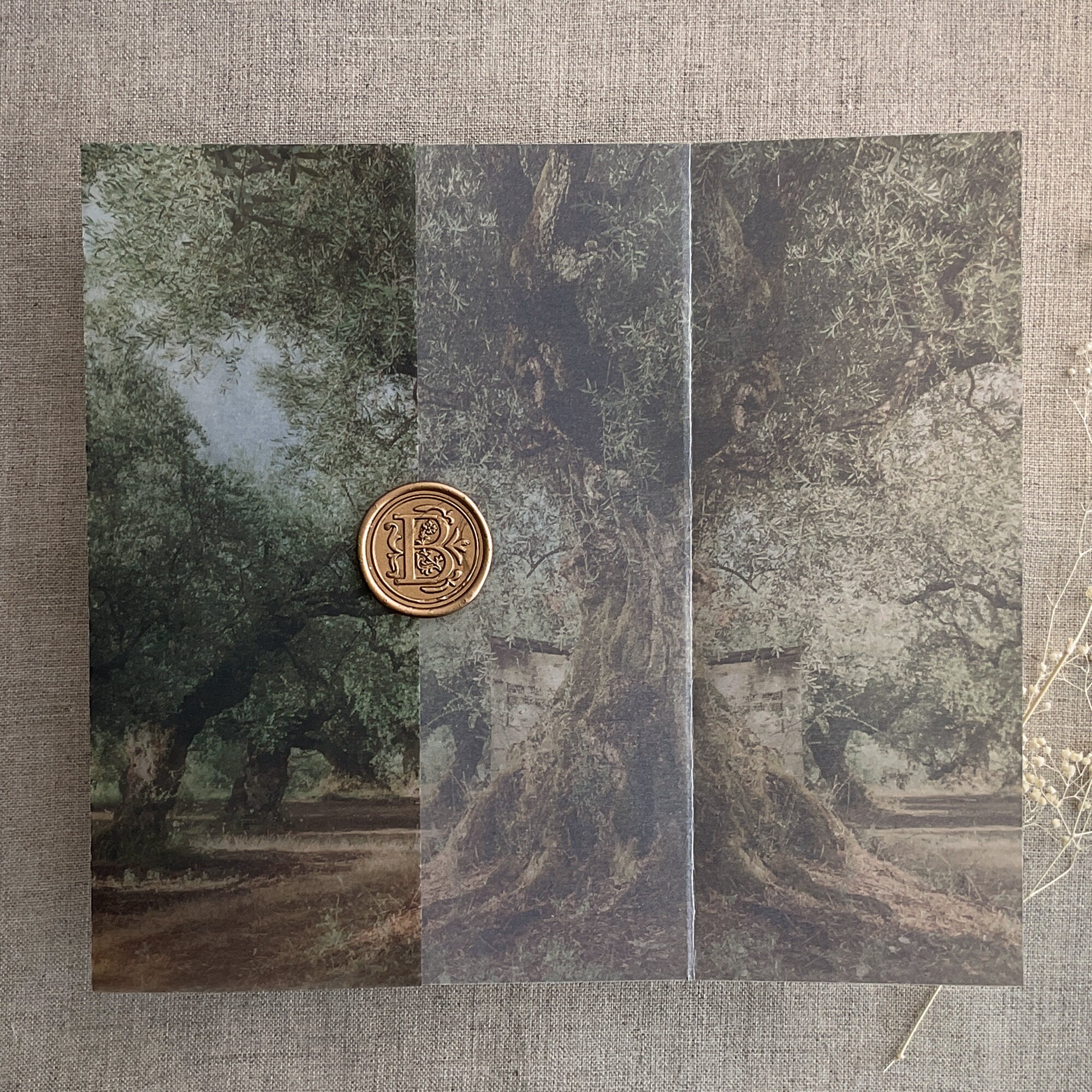 Olive Tree Vellum Wrap: Fine Art Painting for 5x7 Card - Etsy