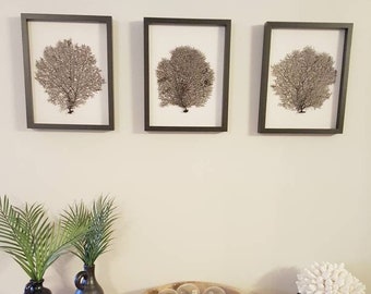 Framed Sea Fan Coral - Grey Shadowbox - Etsy