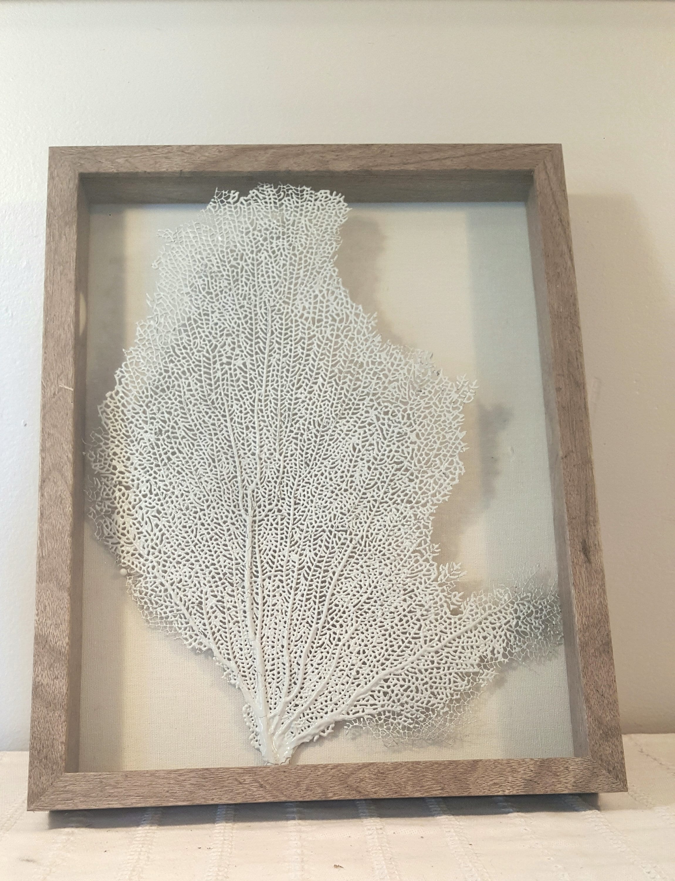 Set of 2 Framed Sea Fans, White Sea Fans, Sea Fan Art, Sea Fan Decor ...
