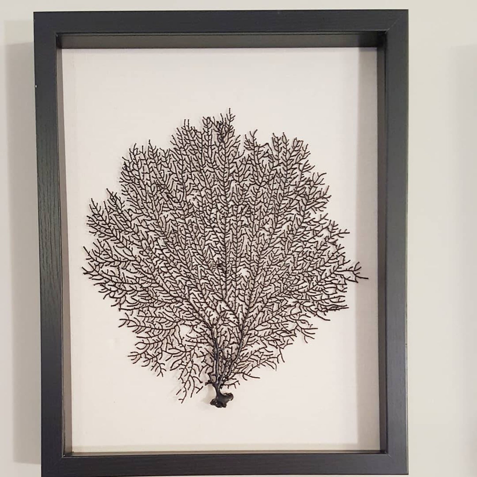 Set of 3 Framed Sea Fansblack Sea Fans Sea Fan Decor Sea | Etsy