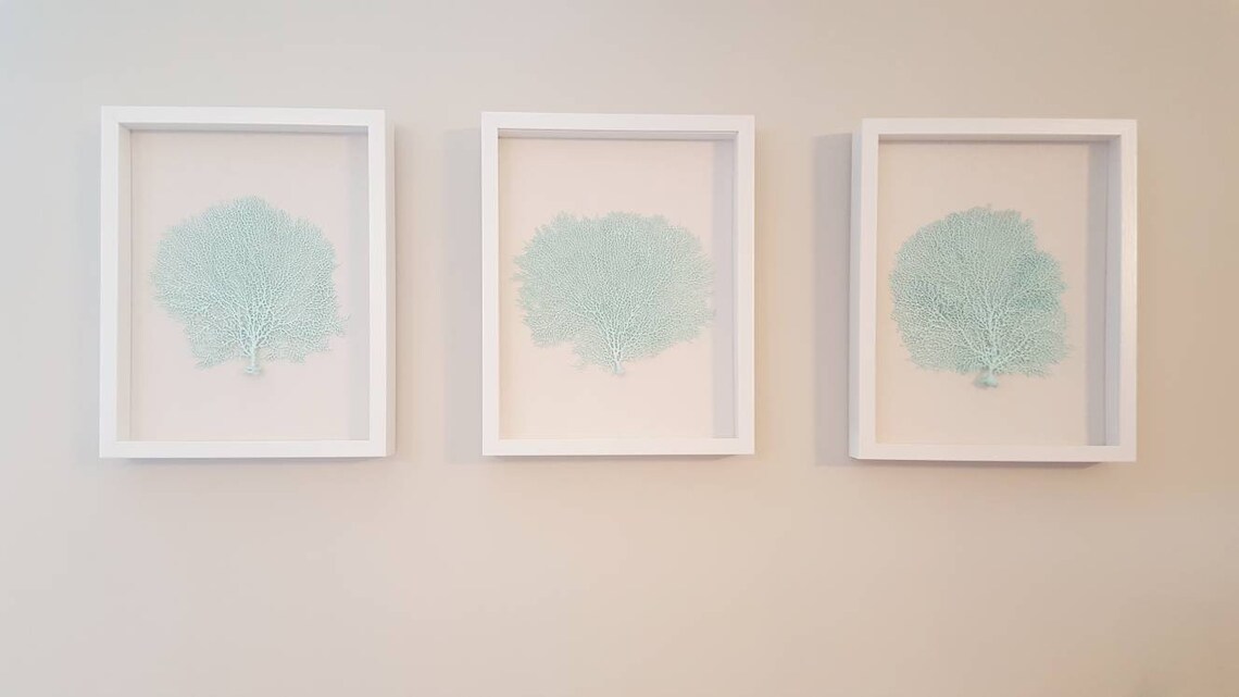 Set of 3 Framed Sea Fans Sea Foam Sea Fans Sea Fan Decor | Etsy