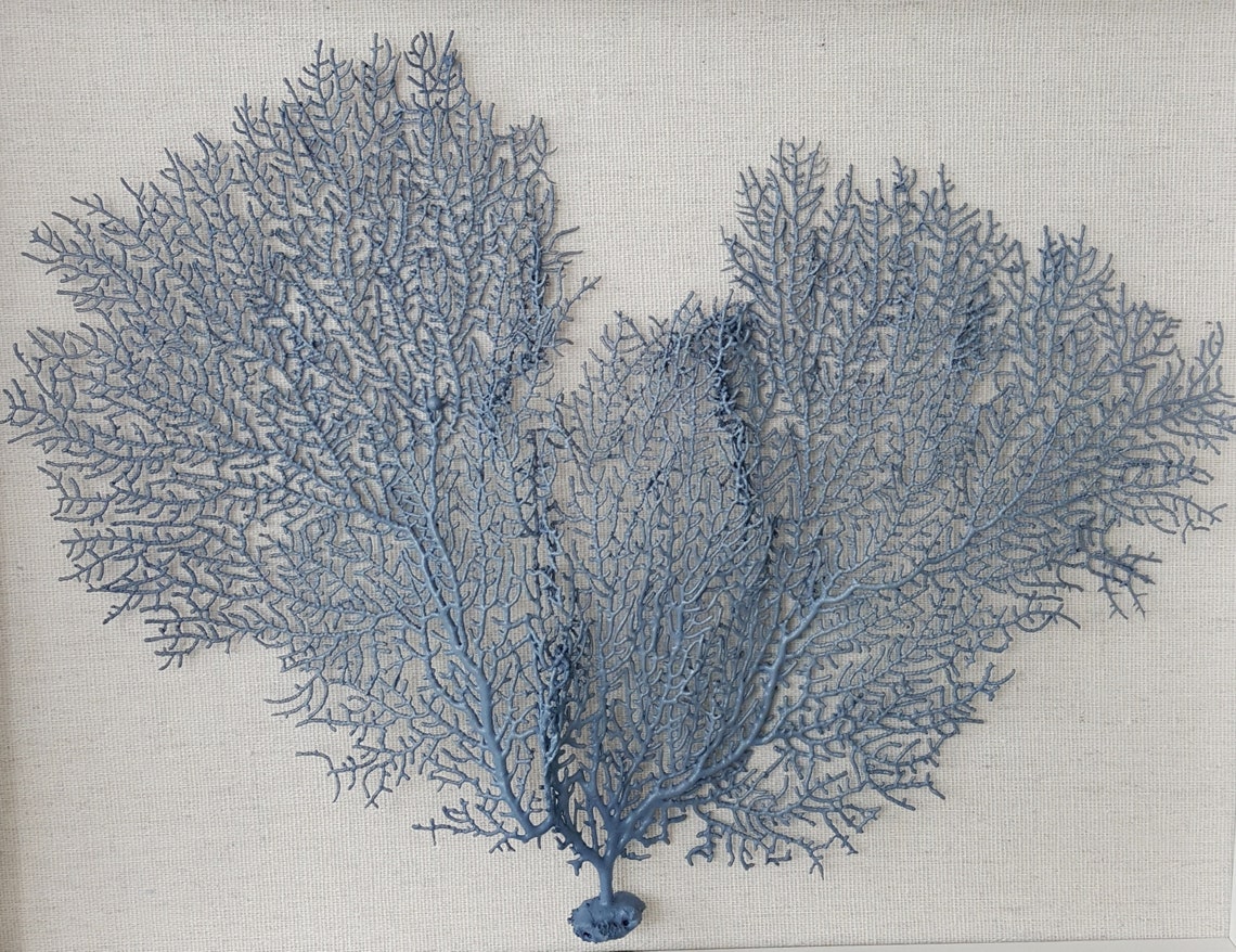 Set of 2 Framed Sea Fans Sea Fan Art Sea Fan Decor Sea | Etsy