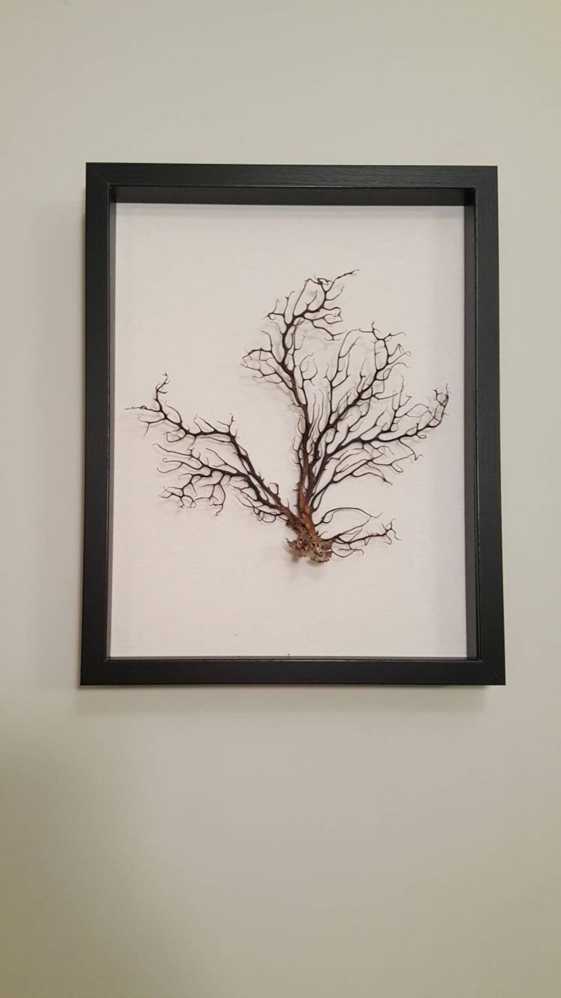 Set of 3 Framed Sea Fansblack Sea Fans Sea Fan Decor Sea - Etsy