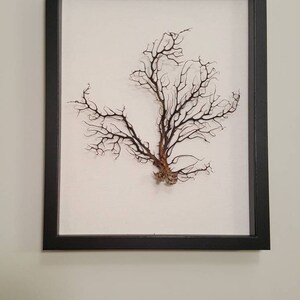 Set of 3 Framed Sea Fans,black Sea Fans, Sea Fan Decor, Sea Fan Art ...