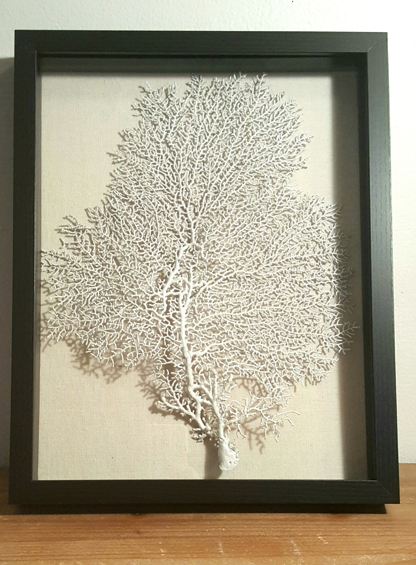 Set of 2 Framed Sea Fans White Sea Fans Sea Fan Art Sea Fan - Etsy