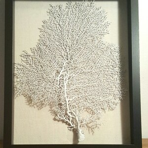 Set of 2 Framed Sea Fans, White Sea Fans, Sea Fan Art, Sea Fan Decor ...