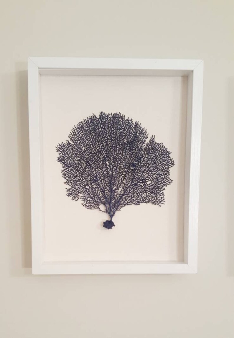 Set of 3 Framed Sea Fans Navy Blue Sea Fans Sea Fan Decor - Etsy