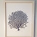 Set of 3 Framed Sea Fans Navy Blue Sea Fans Sea Fan Decor - Etsy