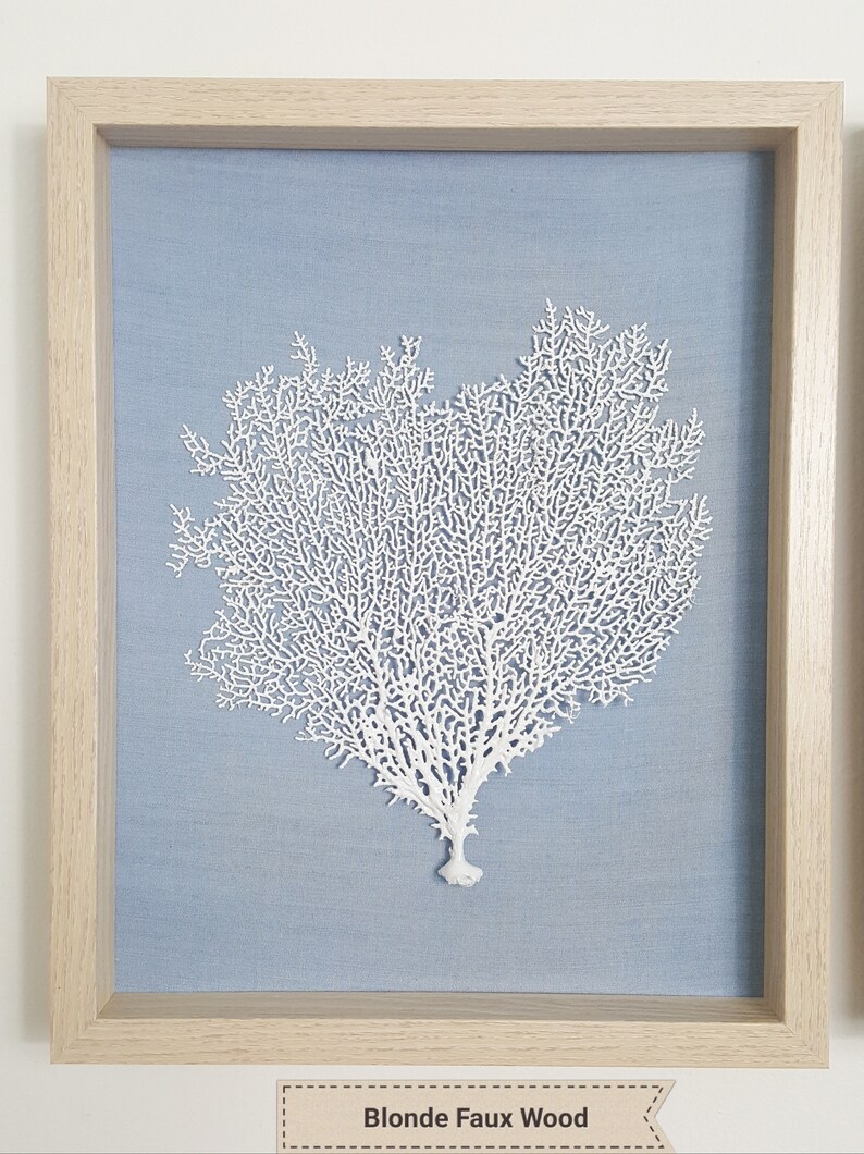 Set of 2 Framed Sea Fans White Sea Fans Coastal Decor Sea - Etsy