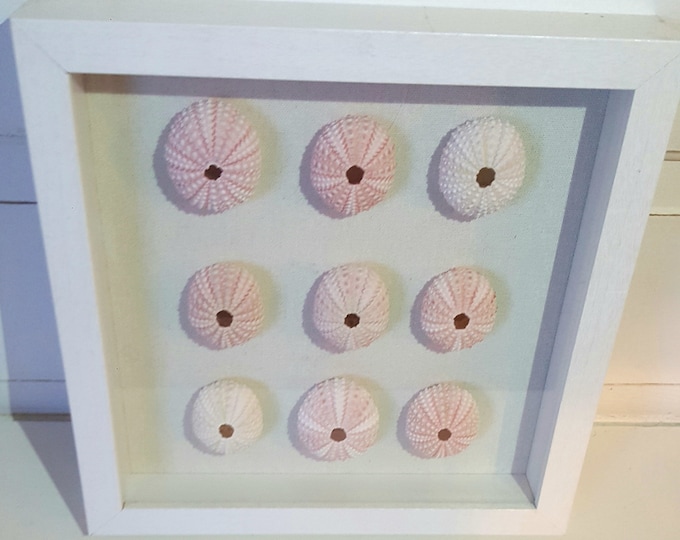 Framed Seashells Sea Urchin Art Pink Sea Urchins Seashell | Etsy
