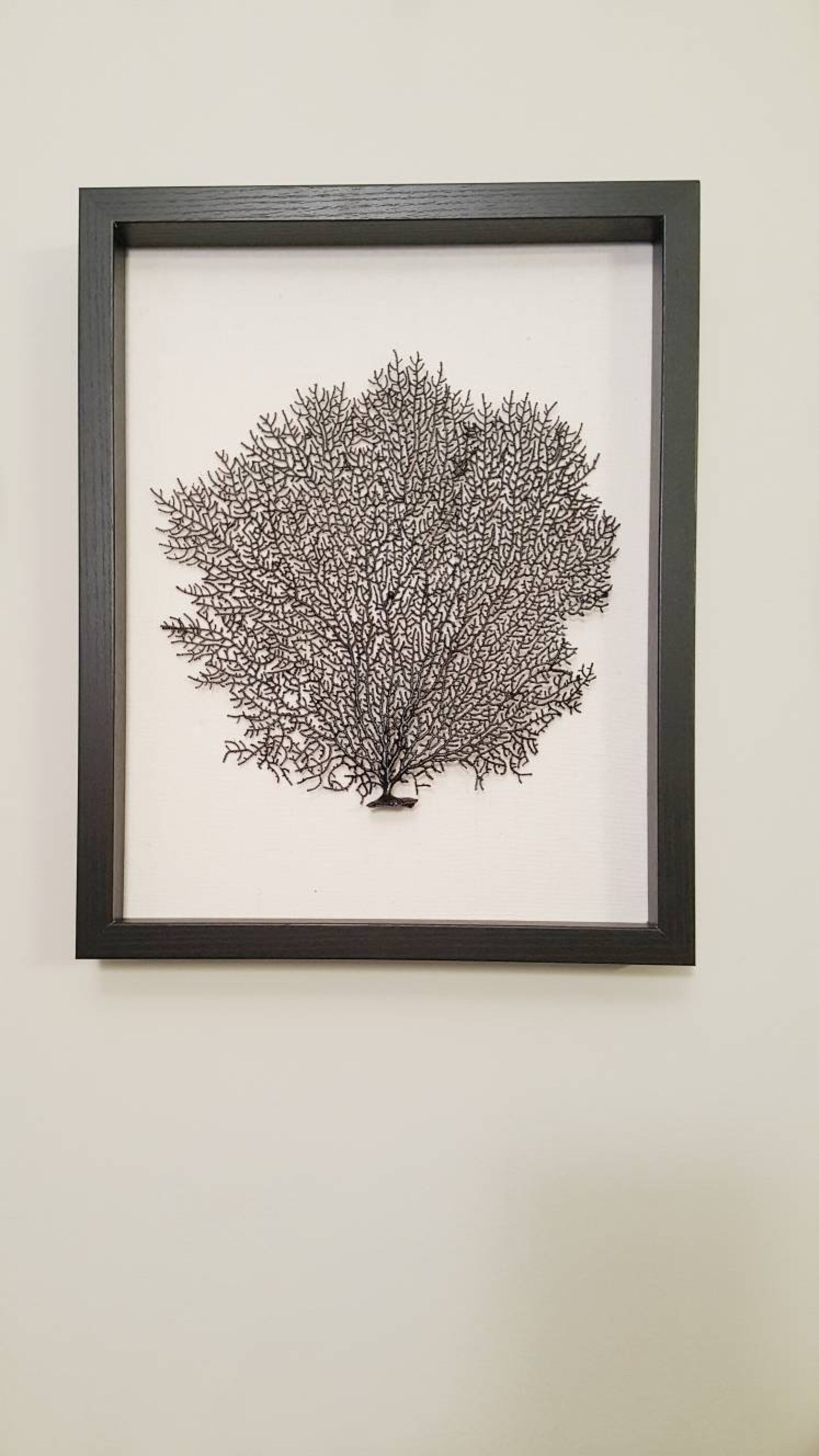 Set of 3 Framed Sea Fansblack Sea Fans Sea Fan Decor Sea | Etsy