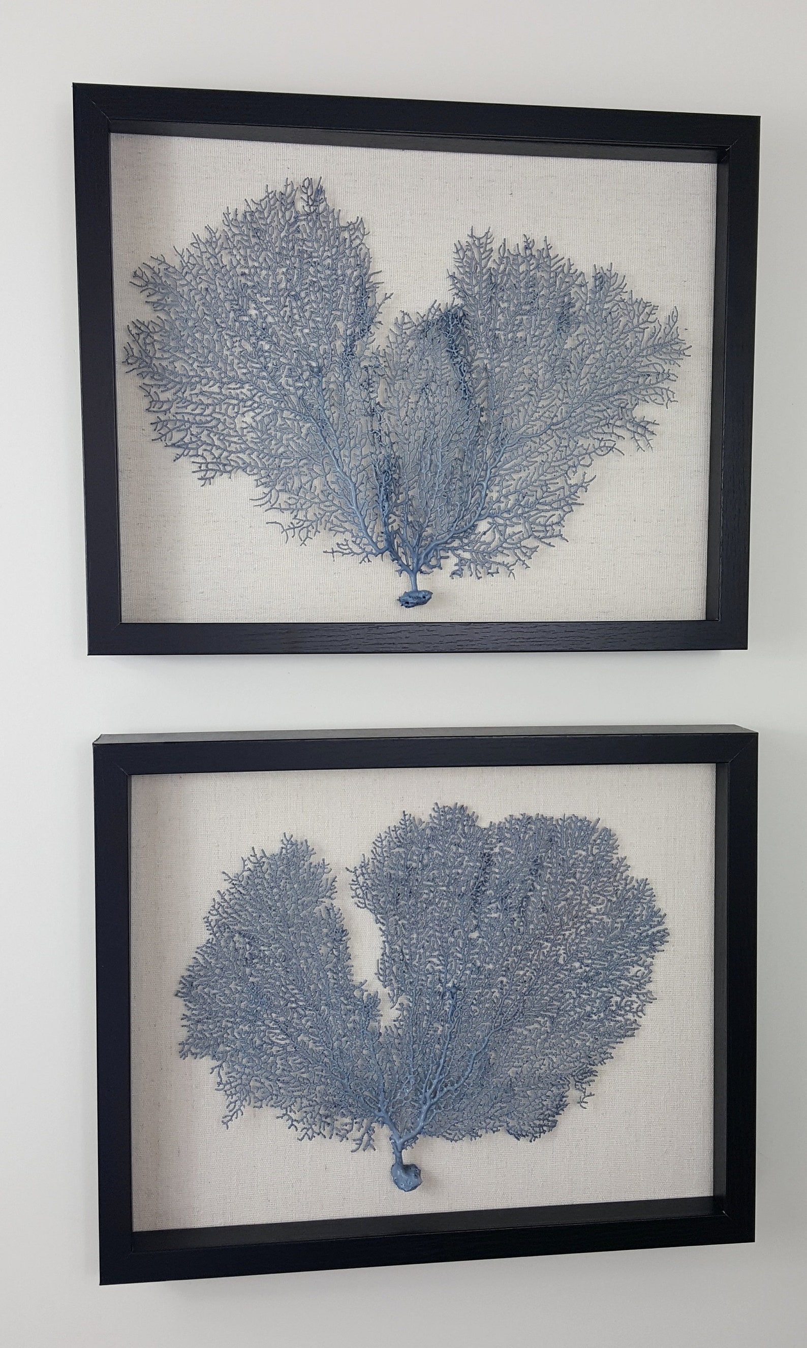 Set of 2 Framed Sea Fans Sea Fan Art Sea Fan Decor Sea | Etsy