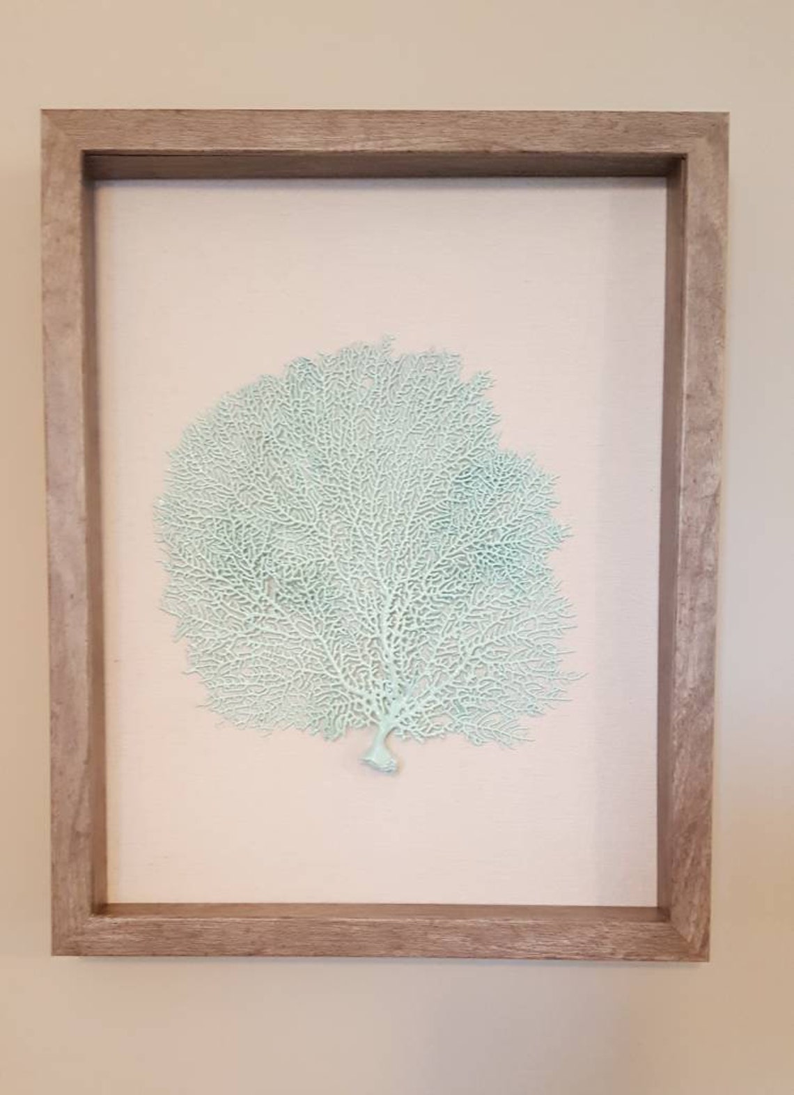Set of 3 Framed Sea Foam Sea Fan Shadow Boxes, Coastal Decor - Etsy