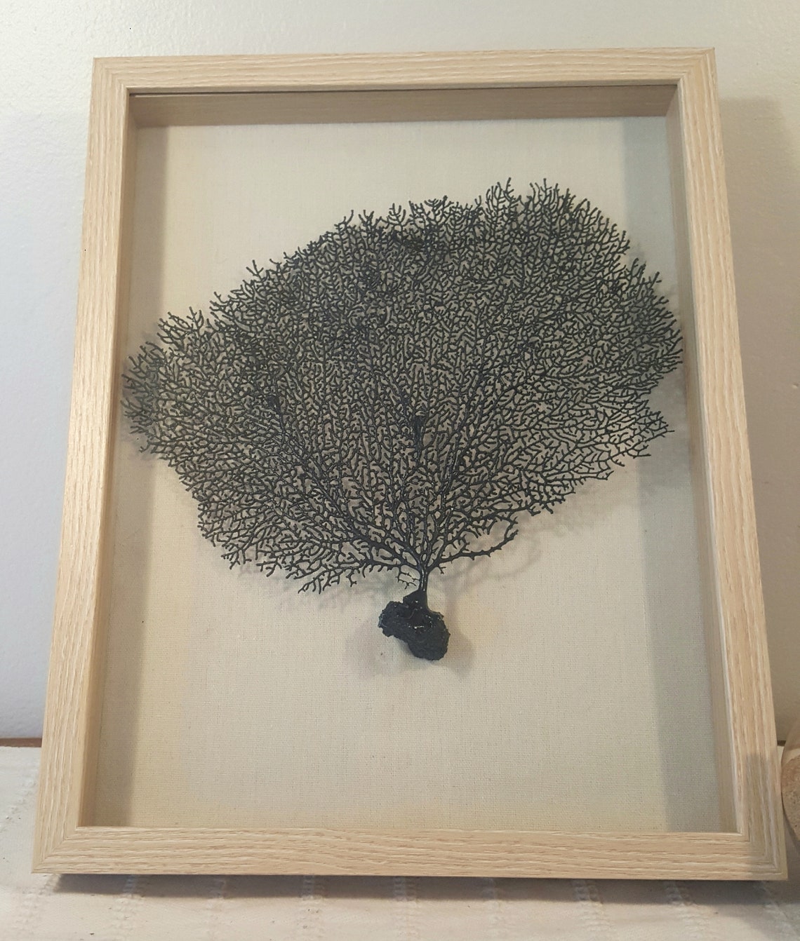 Set of 3 Framed Sea Fans Navy Blue Sea Fans Sea Fan Decor - Etsy